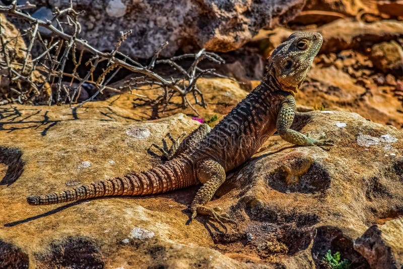 Reptile, Scaled Reptile, Fauna, Lizard Picture. Image: 115287766