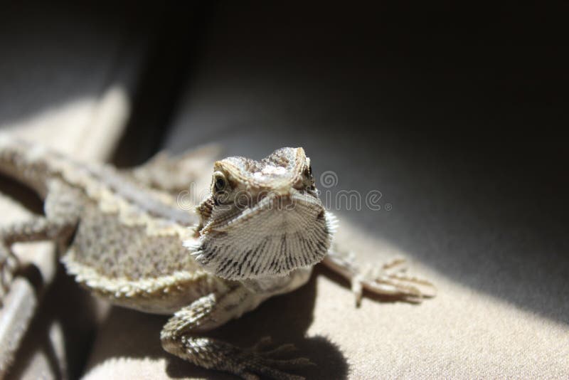 Reptile, Scaled Reptile, Lizard, Fauna Picture. Image: 110950865