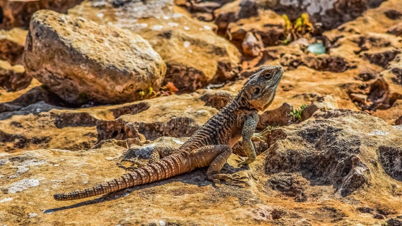 Reptile, Scaled Reptile, Lizard, Fauna Picture. Image: 115316410