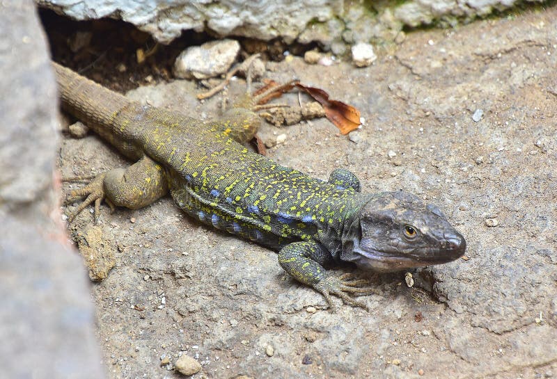 Reptile, Lizard, Lacertidae, Scaled Reptile Picture. Image: 115316525