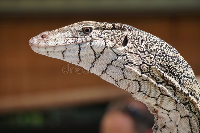 Reptile, Lizard, Lacertidae, Scaled Reptile Picture. Image: 115316525