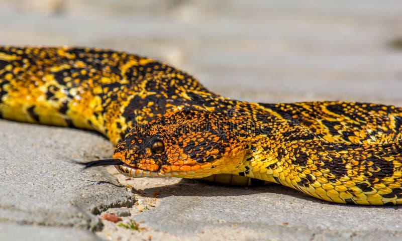 Reptile, Scaled Reptile, Terrestrial Animal, Snake Stock Photo - Image ...