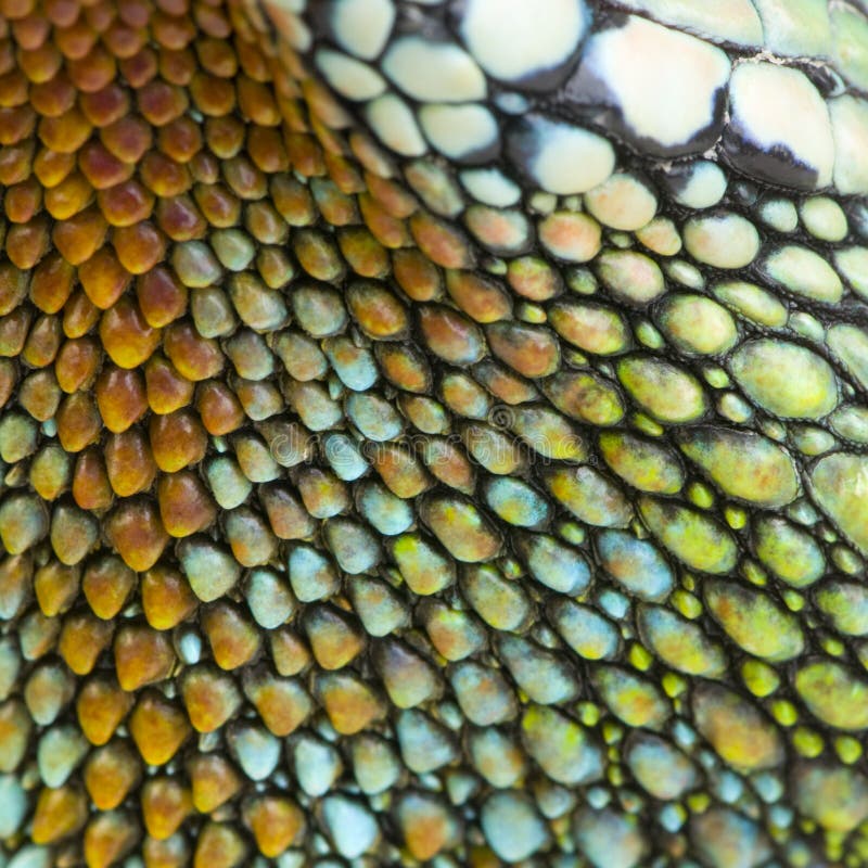 Reptile skin stock photo. Image of dragon, abstract, lizard - 3685874