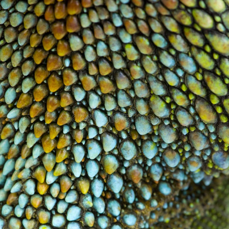 Reptile skin stock photo. Image of dragon, close, white - 3685876