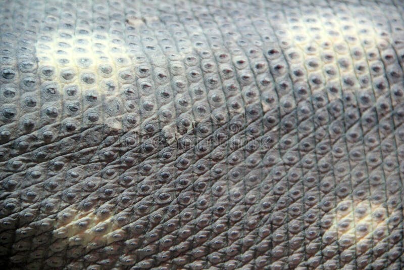 Animal toad skin texture stock image. Image of foot, conservation ...