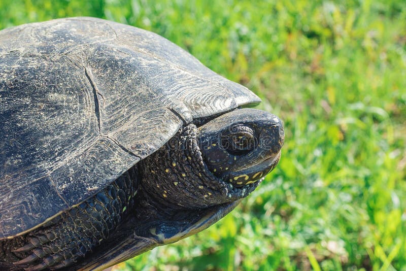 The Reptile with a Sturdy Armor Stock Image - Image of round, life ...