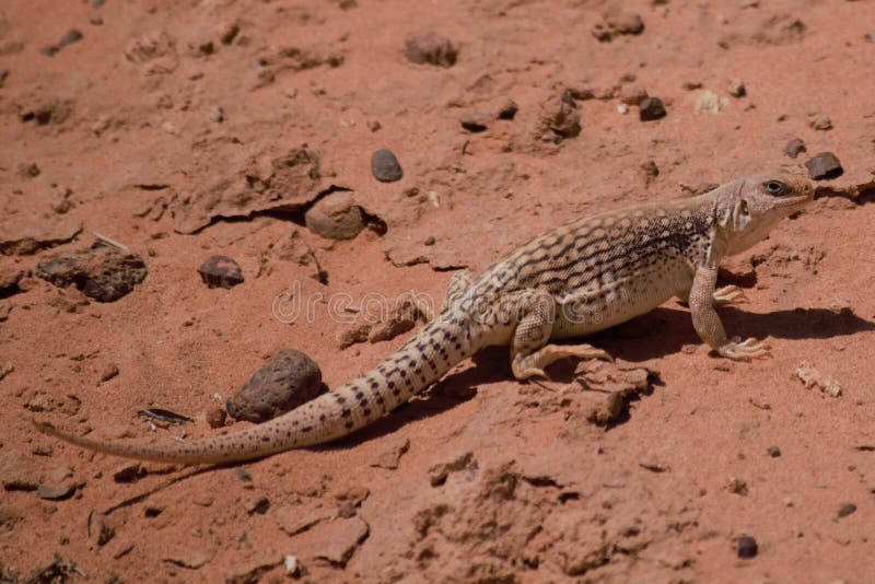 Reptile, Terrestrial Animal, Fauna, Lizard Stock Image - Image of ...