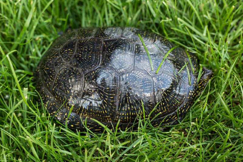 Reptile Turtle in the Grass. Stock Photo - Image of grass, looking ...