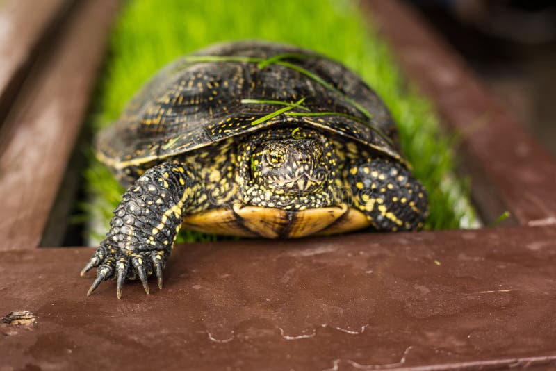 Reptile Turtle in the Grass. Stock Photo - Image of closeup, outdoor ...