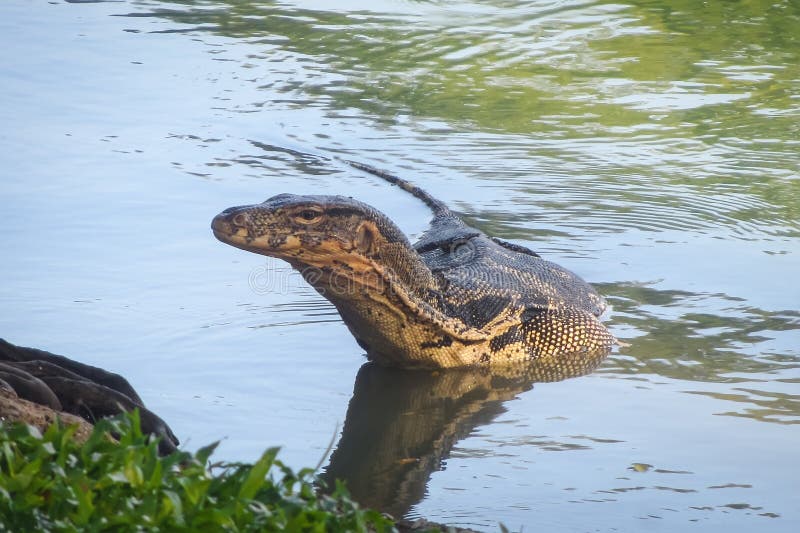 Varan- Endangered Species of Lizard in the Zoo Stock Image - Image of ...