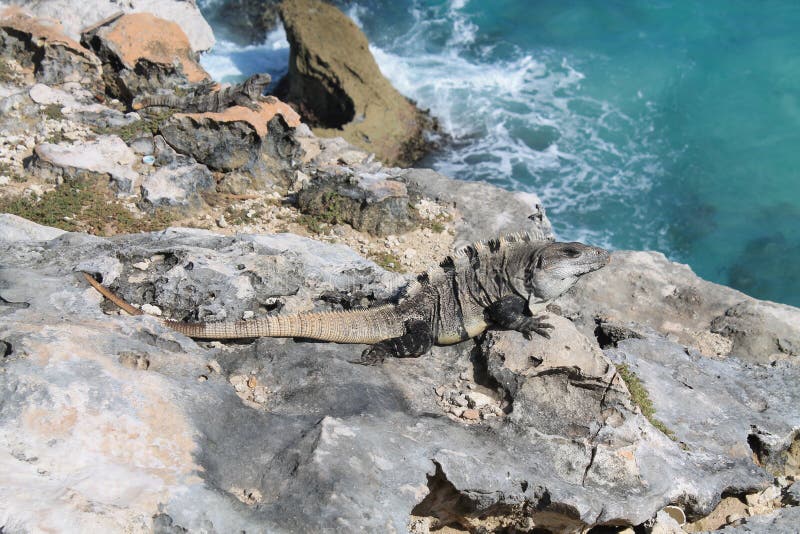 Reptile stock image. Image of cancun, play, summer, mexico - 45003587