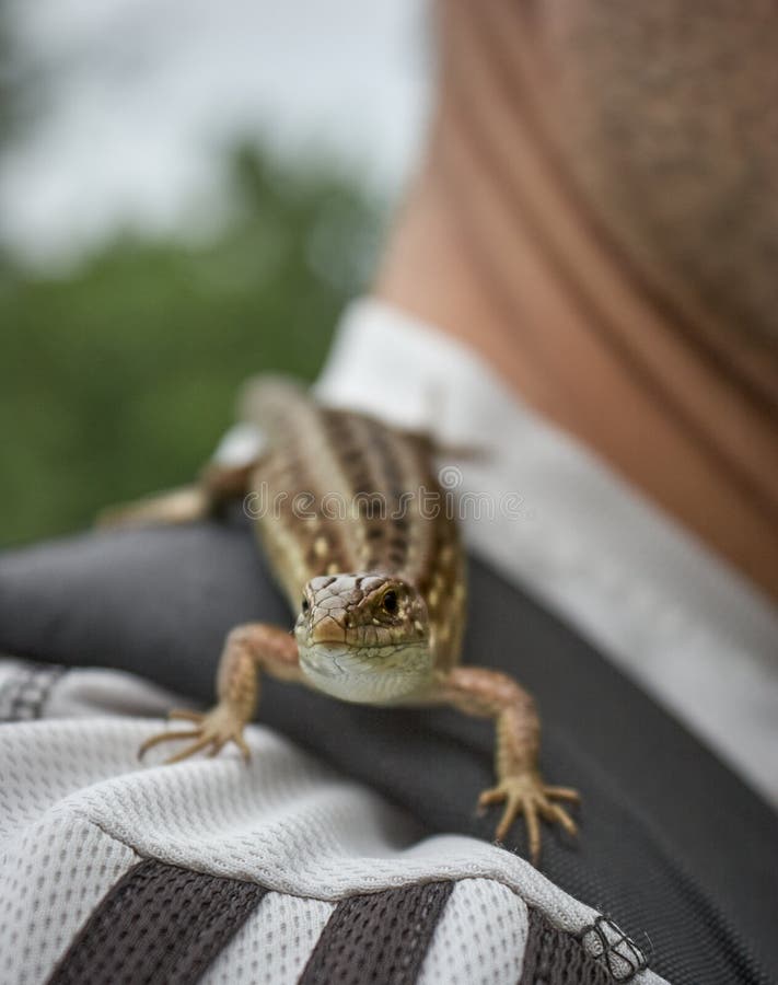 Cute lizard on human stock photo. Image of macro, dragon - 178401842