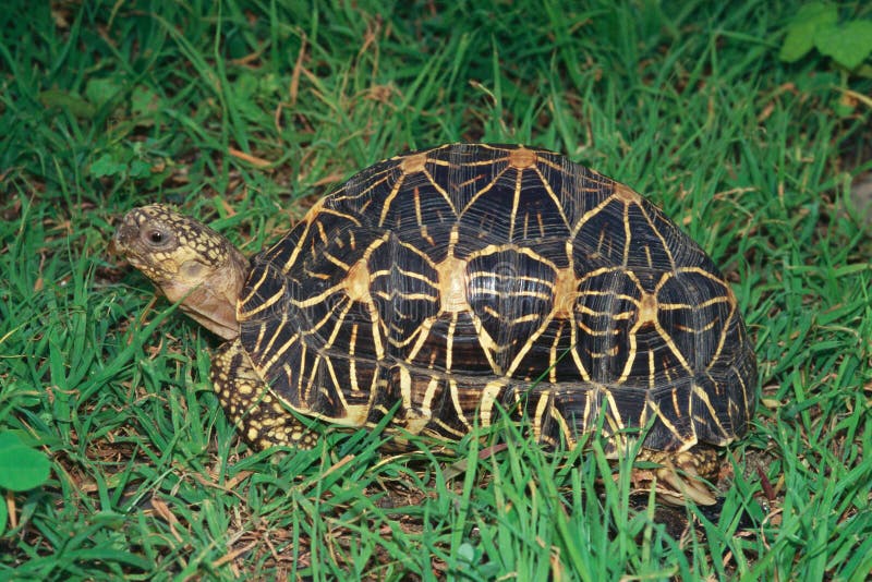 Tortoise Sanctuaries Stock Photos - Free & Royalty-Free Stock Photos ...