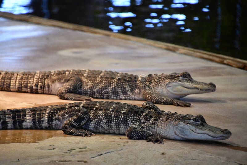 Reptiles Like Alligators and Crocodiles in USA Stock Photo - Image of ...