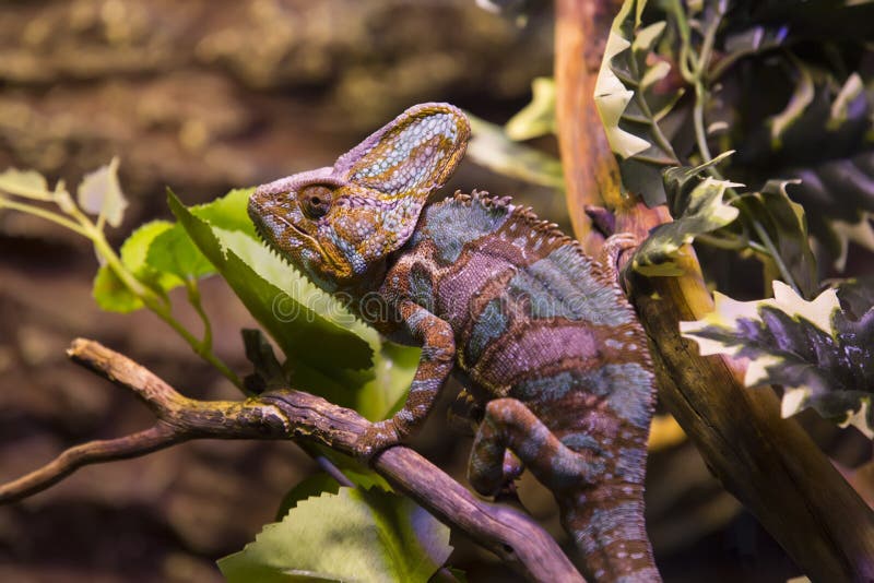 Reptiles stock image. Image of animal, gecko, reptilian - 57310785