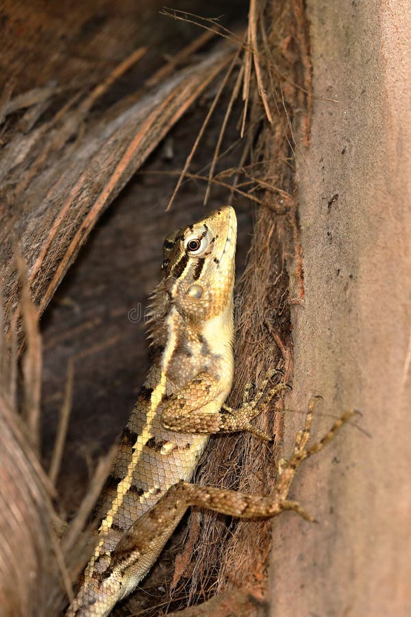 Reptiles from Sri Lanka stock image. Image of sawback - 122827133