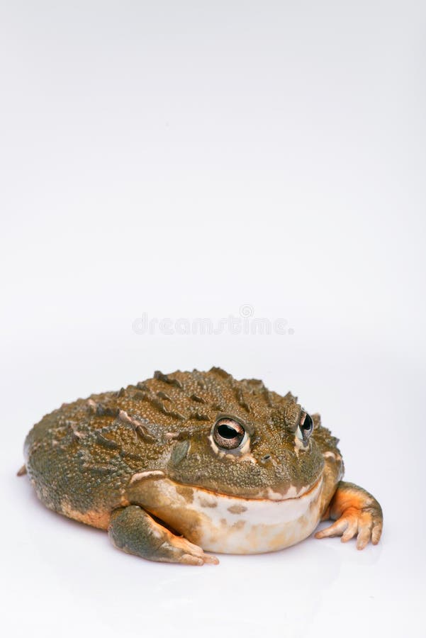 286 Bull Frog Isolated Stock Photos - Free & Royalty-Free Stock Photos ...
