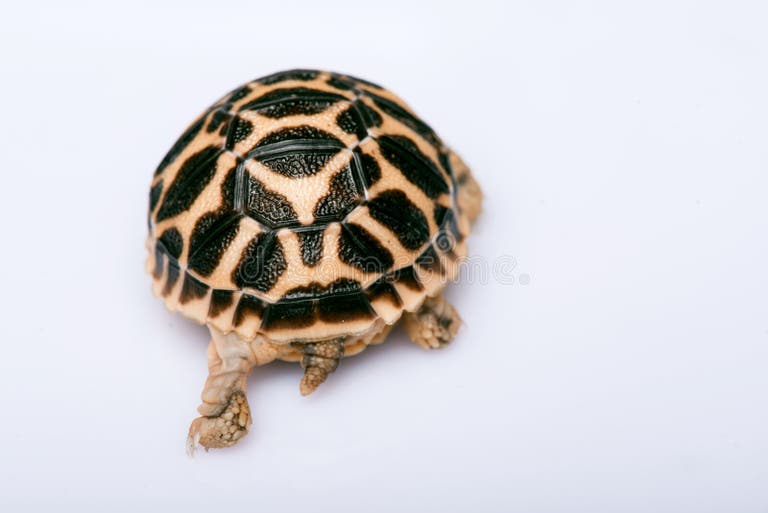 251 Indian Star Tortoise Stock Photos - Free & Royalty-Free Stock ...