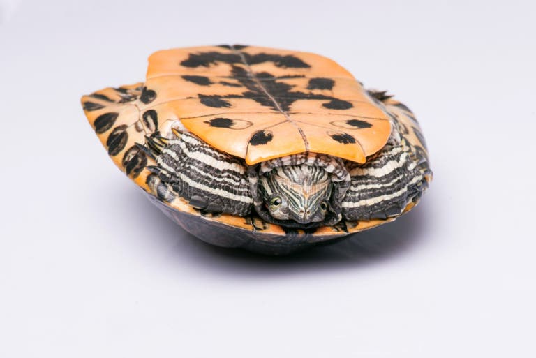 Reverse Petting Zoo Stock Photos - Free & Royalty-Free Stock Photos ...