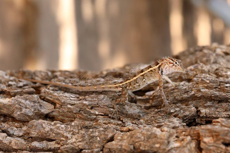 Reptiles in the Yala National Park in Sri Lanka Stock Photo - Image of ...