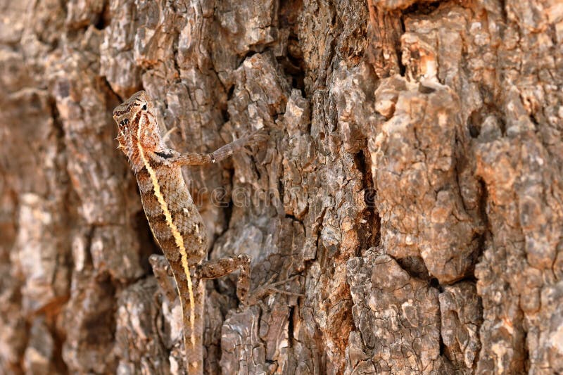 Reptiles in the Yala National Park in Sri Lanka Stock Photo - Image of ...