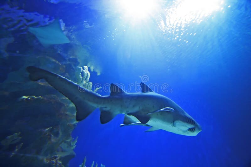 Requin photo stock. Image du mâchoires, animaux, grand - 1092680