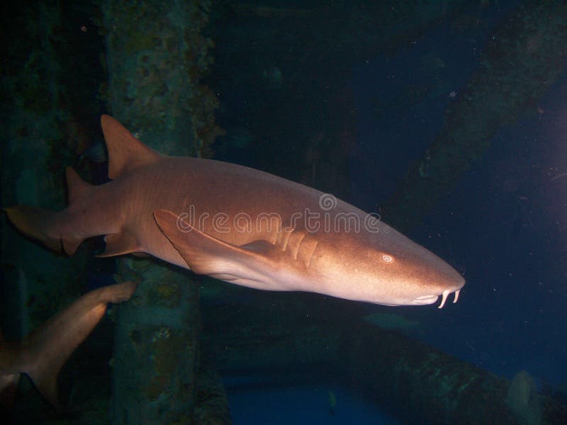 REQUIN SUR LE SABLE photo stock. Image du océan, marin - 187692