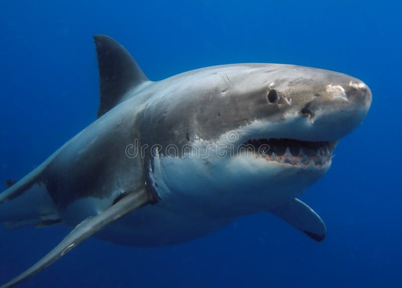 10,791 Photos de Requin Blanc - Photos de stock gratuites et libres de ...