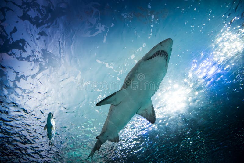 Grand Requin Dans L'aquarium Image stock - Image du fuselages, requin ...