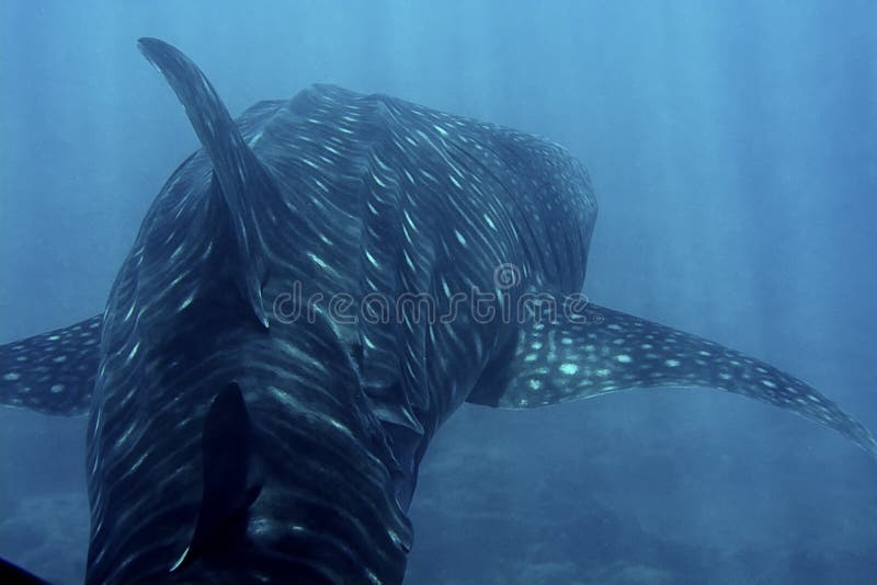 Requin De Baleine En Mer Bleue Image stock - Image du requin, grand ...