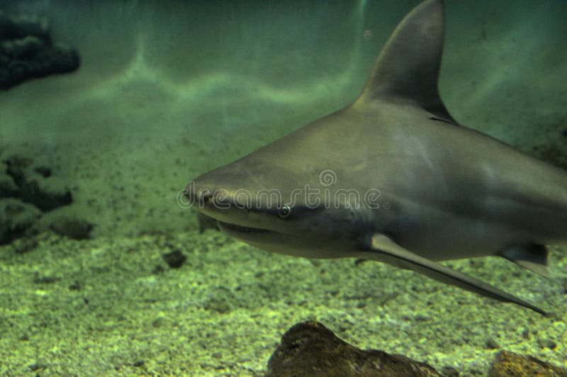 Requin de banc de sable image stock. Image du natation - 8298229