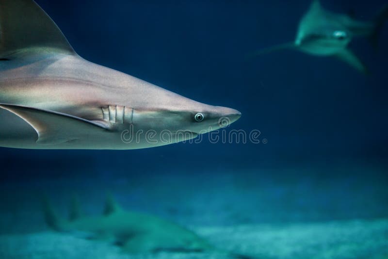 Requin de banc de sable image stock. Image du atlantique - 111606935