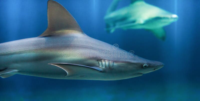 Requin de sable photo stock. Image du abord, dangereux - 111605570
