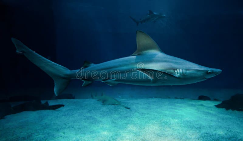 Requin de sable photo stock. Image du abord, dangereux - 111605570