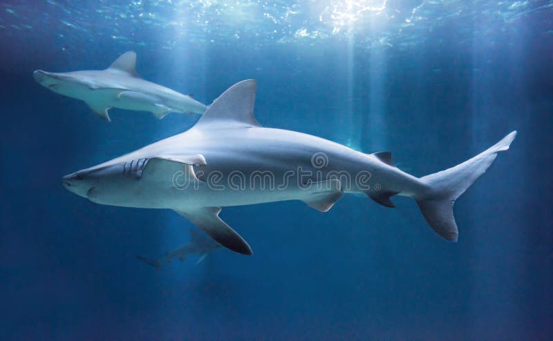 Requin de banc de sable photo stock. Image du sandbar - 111606794