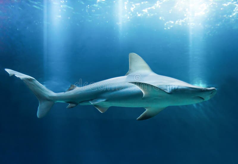 Requin de banc de sable image stock. Image du atlantique - 111606935