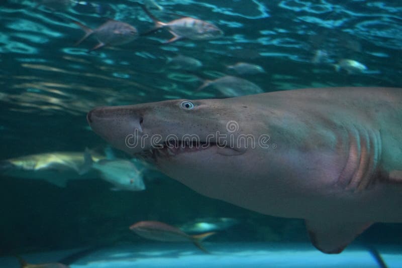 Requin De Banc De Sable Avec Des Poissons Image stock - Image du gris ...