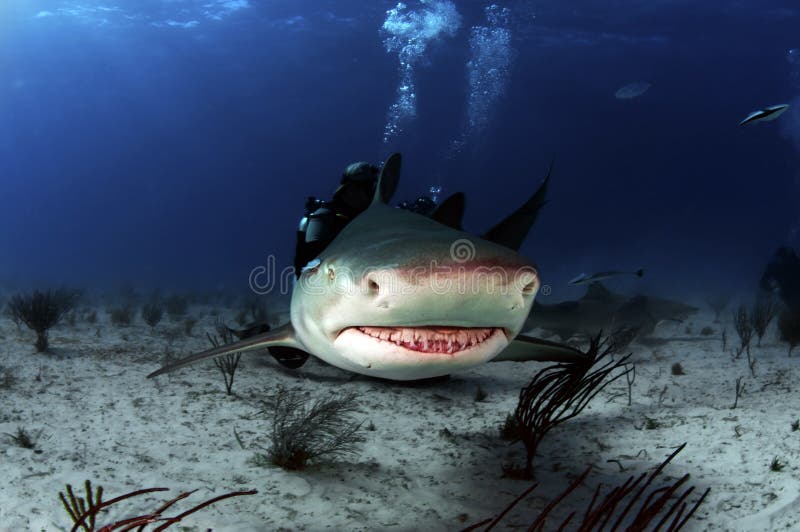 Requin de tigre de sable photo stock. Image du homme, animal - 4743080