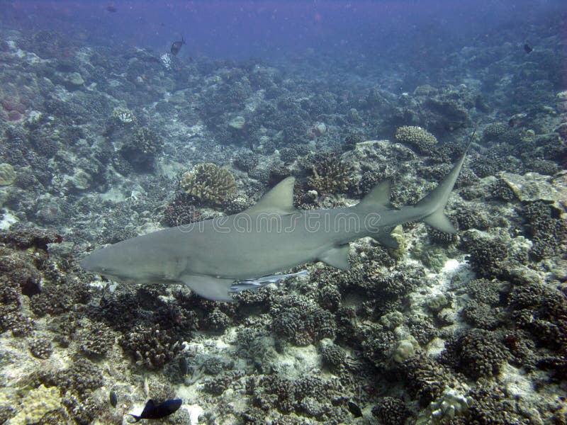 NÃ©gaprion Brevirostris/GROUP DE REQUIN De CITRON Image stock - Image ...