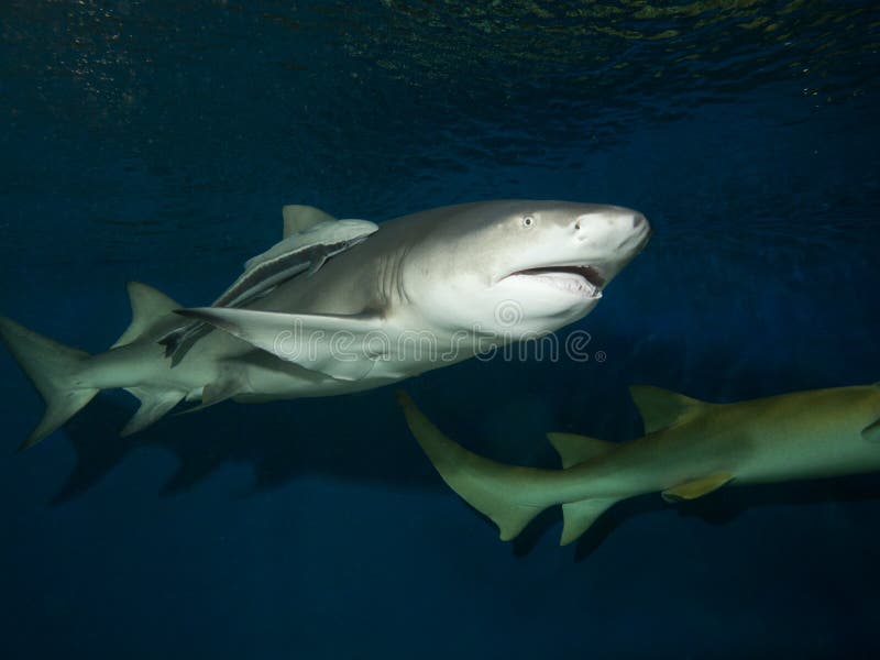 NÃ©gaprion Brevirostris/GROUP DE REQUIN De CITRON Image stock - Image ...