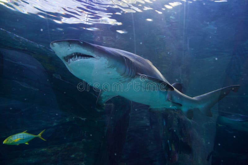Requin de Grey Nurse image stock. Image du gris, infirmière - 39712069