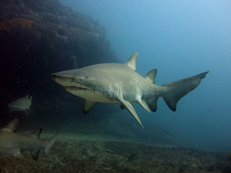 Requin de Grey Nurse image stock. Image du magie, près - 52083077