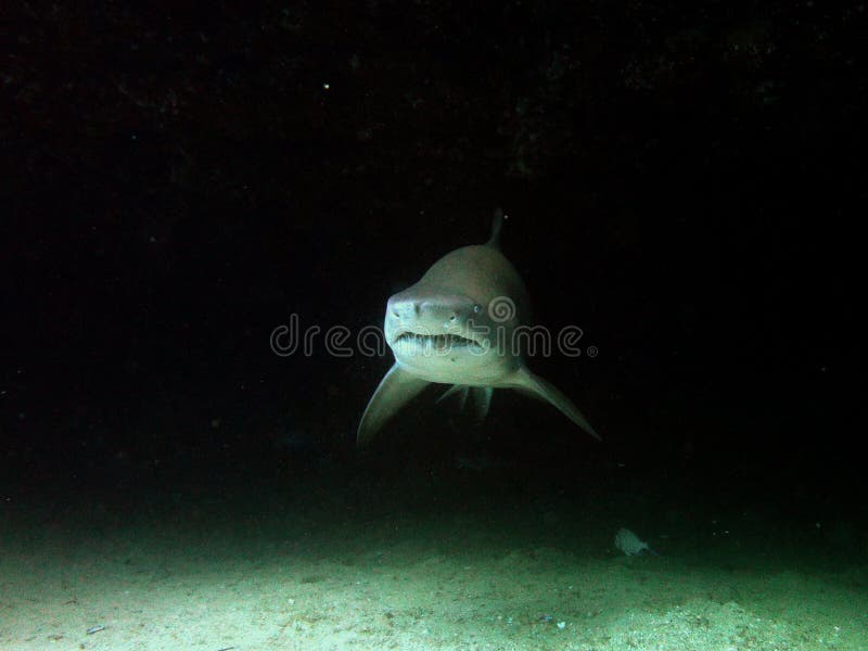 Requin de Grey Nurse photo stock. Image du tigre, point - 53068740