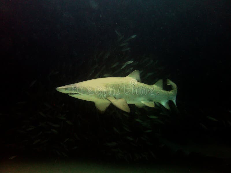 Requin de Grey Nurse image stock. Image du australie - 55595257
