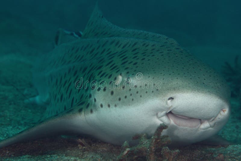 Requin de vache de sourire image stock. Image du durée - 23239765