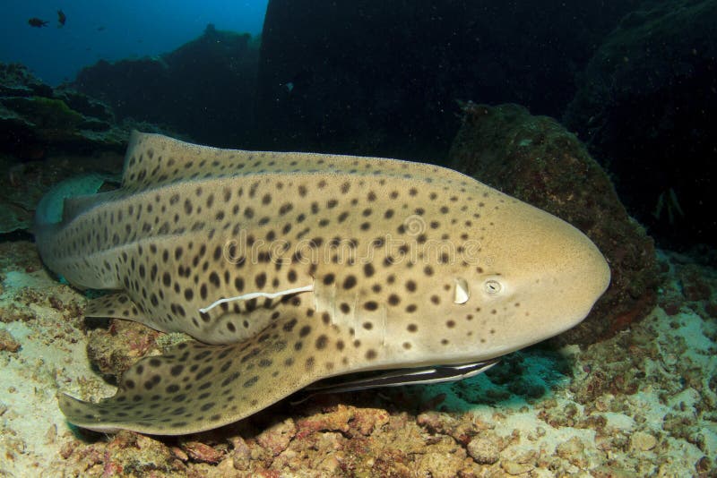 Requin De Tapis Rare De Wobbegong Photo stock - Image du environnement ...
