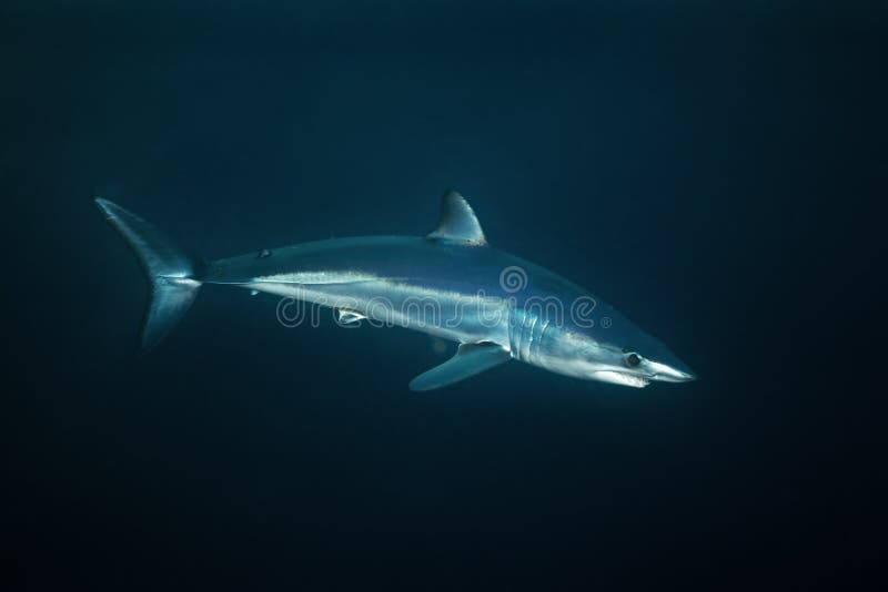 Requin De Mako, Paucus D'Isurus, Afrique Du Sud Image stock - Image du ...