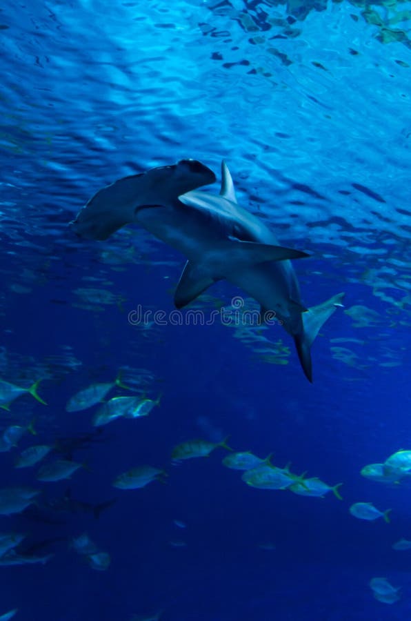Requin De Poisson-marteau Dans La Vue Verticale Photo stock - Image du ...
