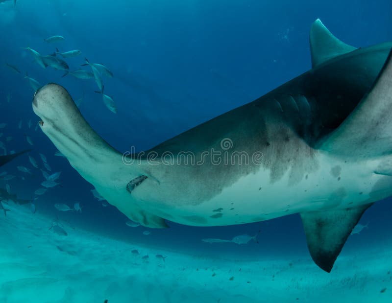 Requin De Poisson-marteau En Bahamas Photo stock - Image du marin ...