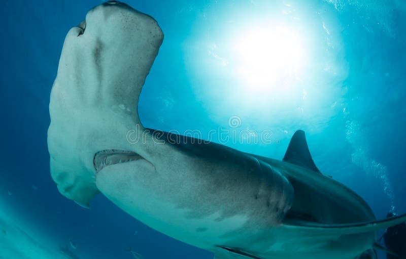 Requin-marteau aux Bahamas photo stock. Image du grand - 69950308